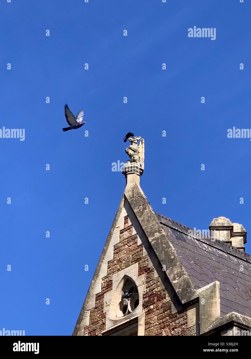 Flying pigeon uk hi-res stock photography and images - Alamy