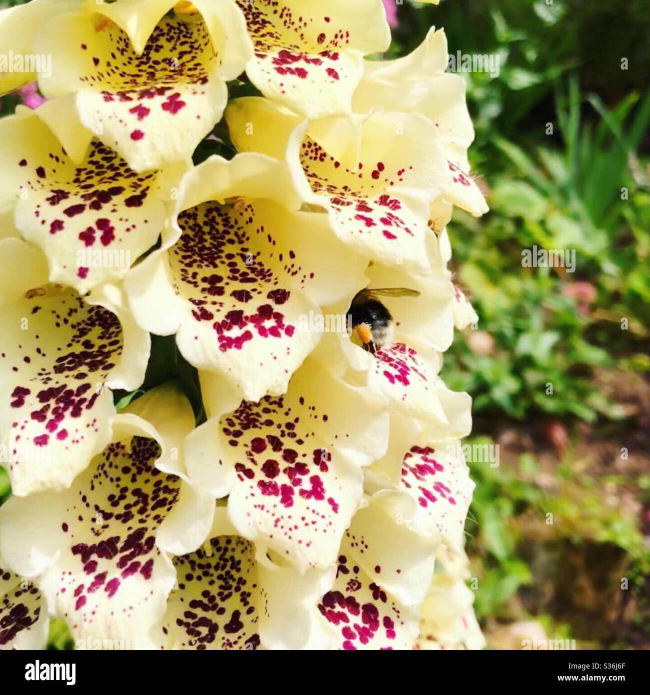 Bum bum yellow hi-res stock photography and images - Alamy