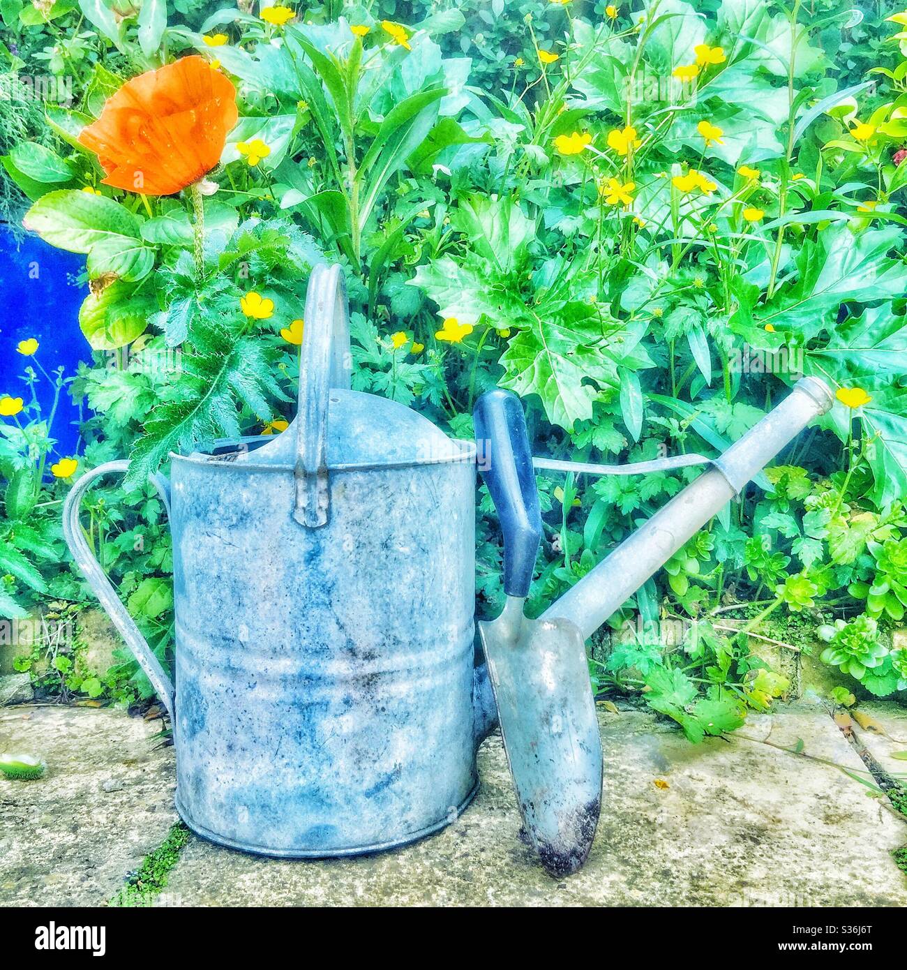 Garden poppy hi-res stock photography and images - Alamy