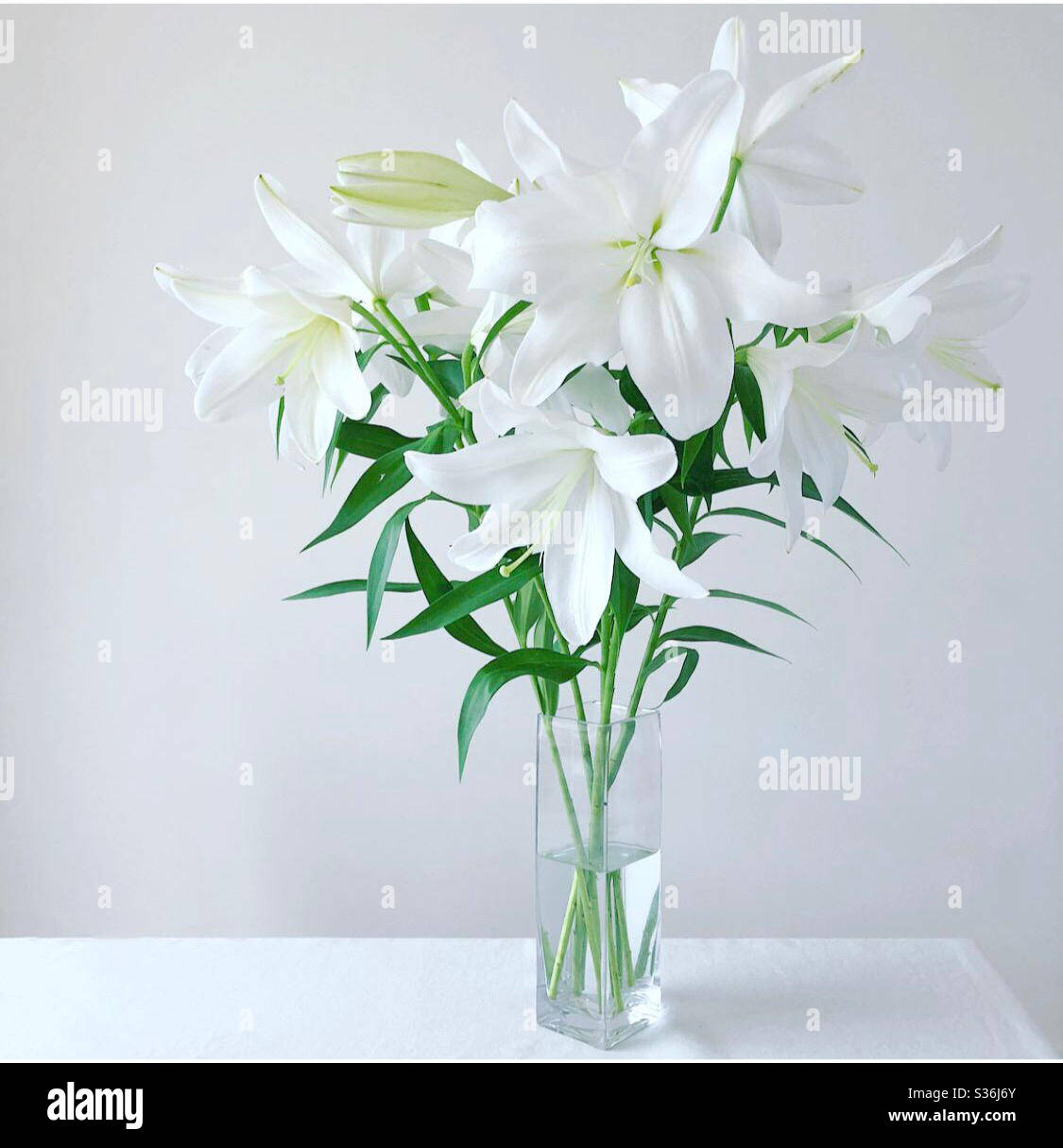 Open lilies hi-res stock photography and images - Alamy