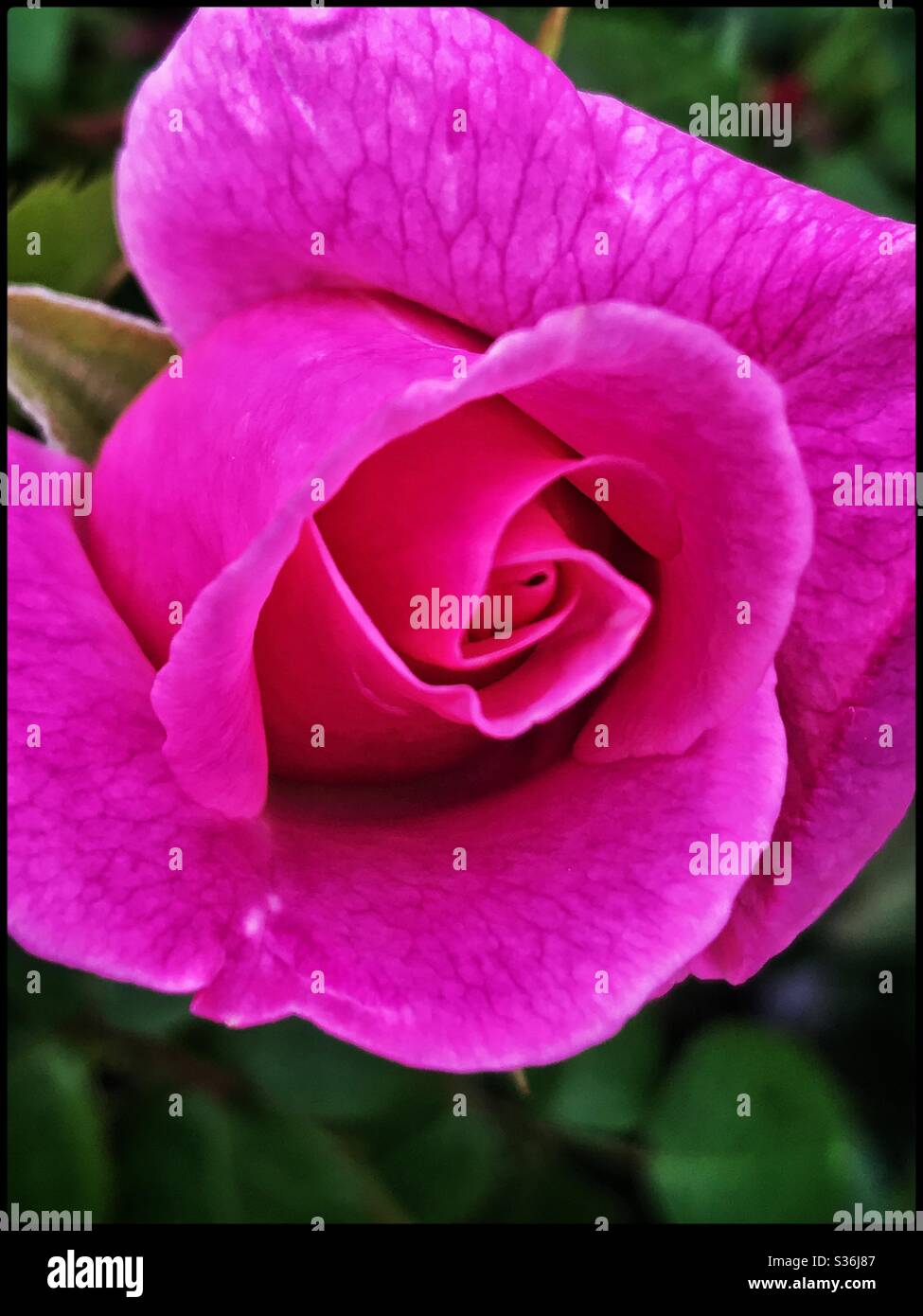 Dark pink rose hi-res stock photography and images - Alamy