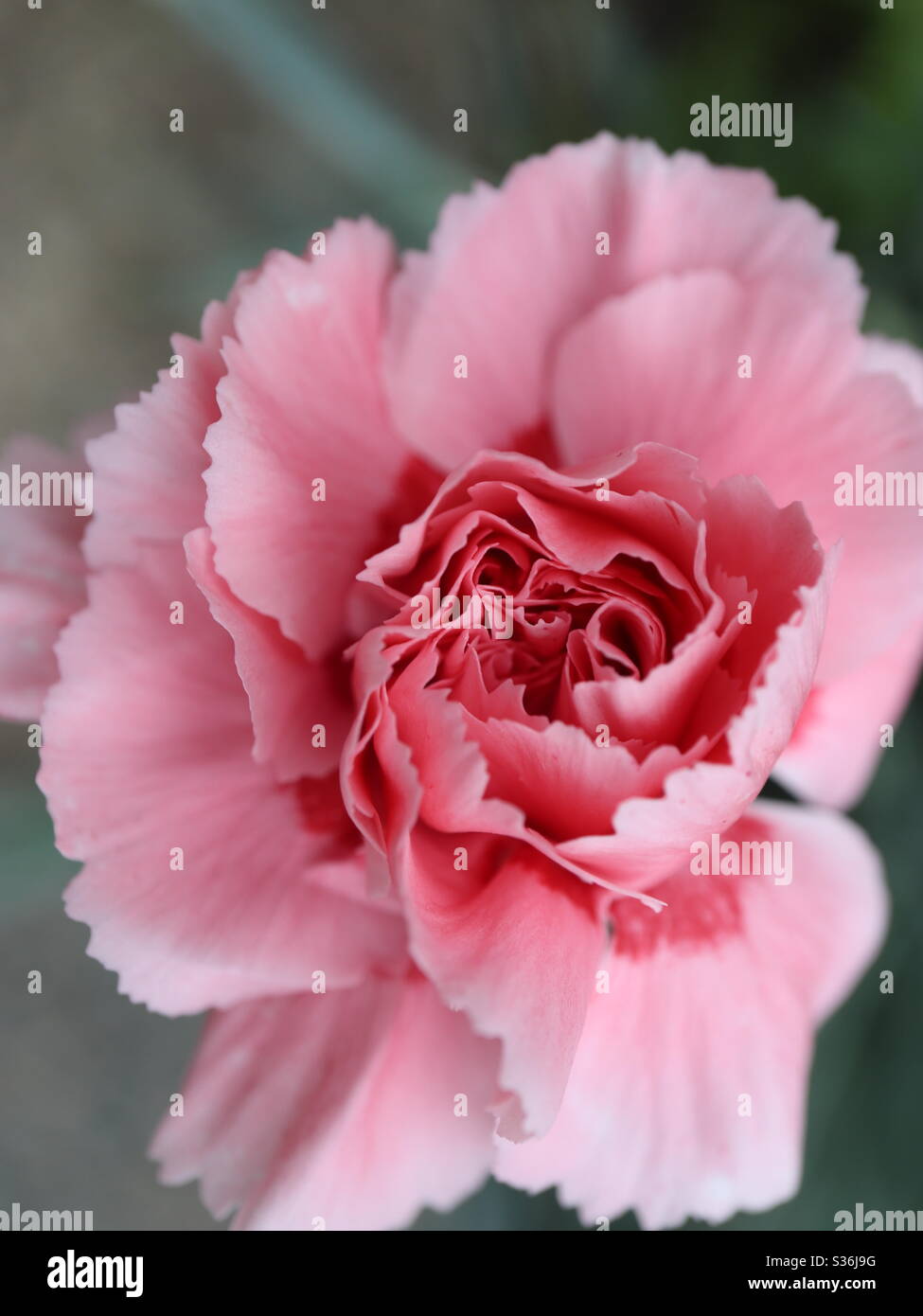 Carnation hardy carnation hi-res stock photography and images - Alamy