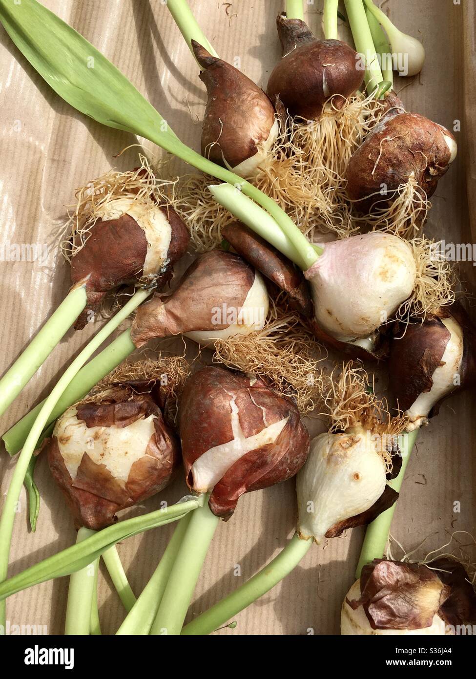 Tulip flower bulbs Stock Photo - Alamy