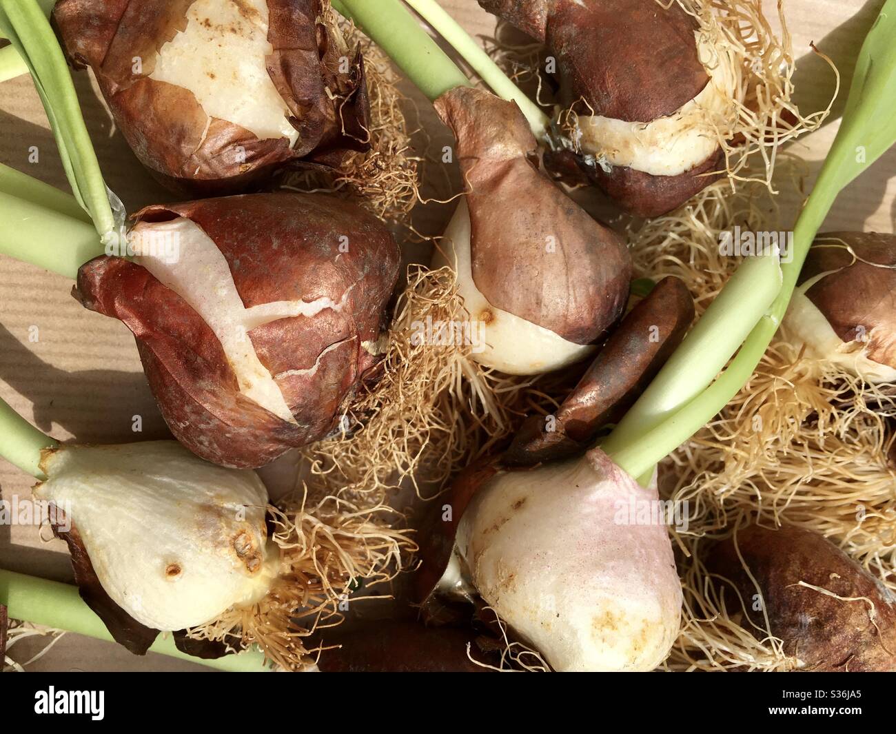 Tulip flower bulbs Stock Photo - Alamy
