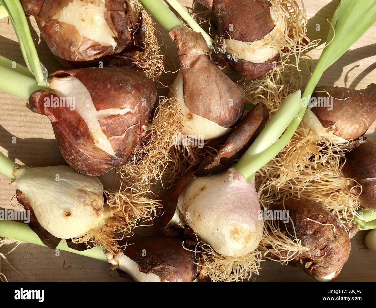 Tulip flower bulbs Stock Photo - Alamy