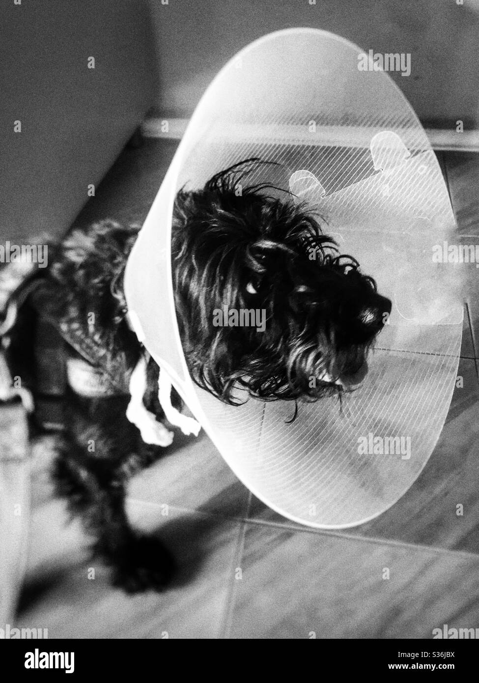 Black dog with elizabethan collar Stock Photo - Alamy