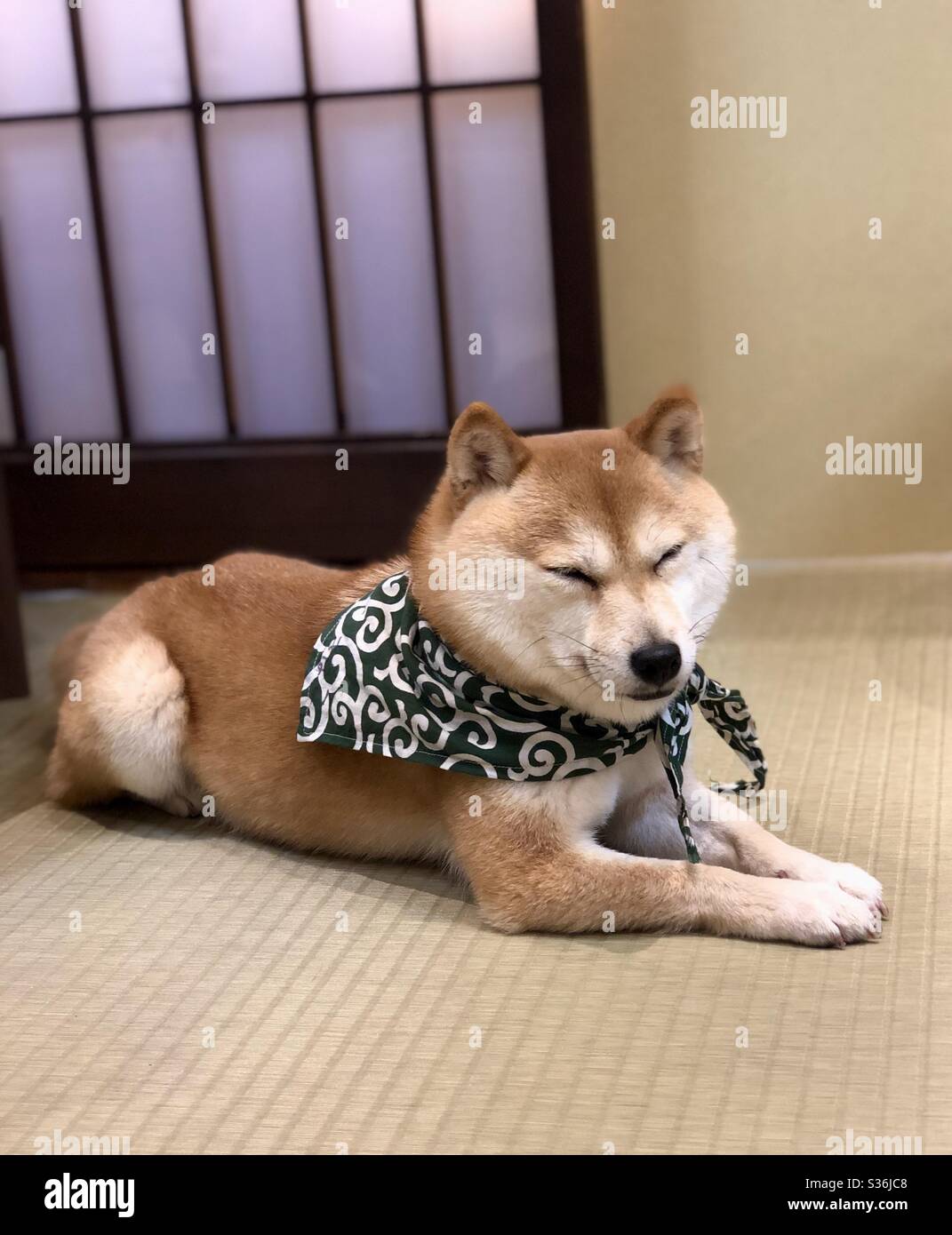 Cute shiba hi-res stock photography and images - Alamy