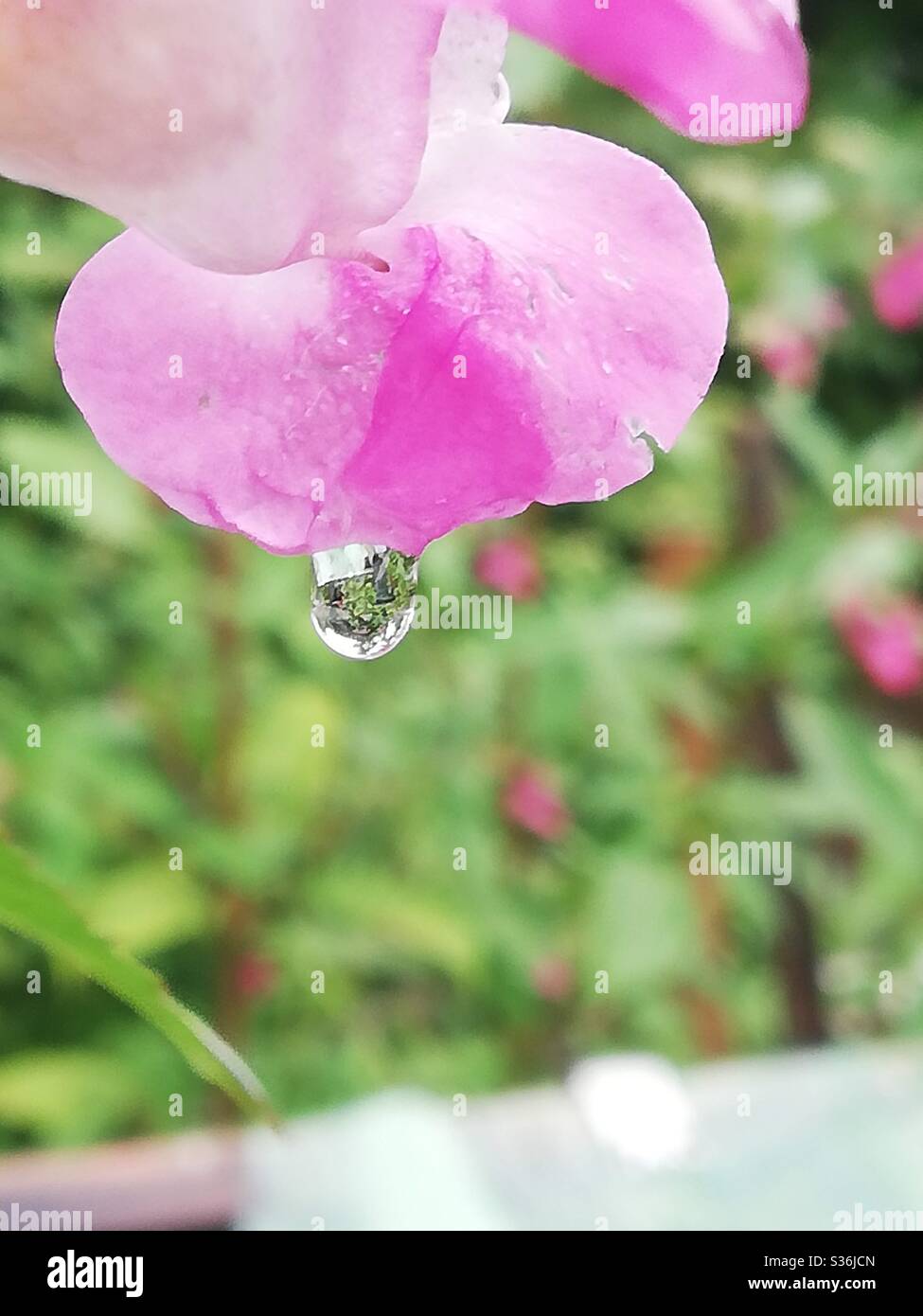 Raindrop nature hi-res stock photography and images - Alamy