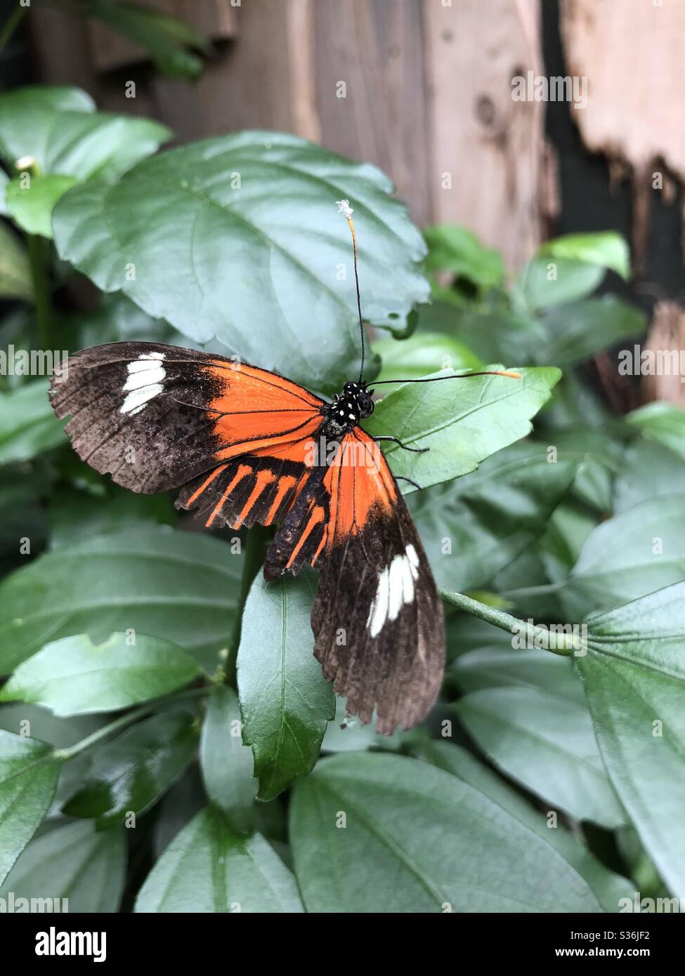 Butterfly Zoo High Resolution Stock Photography and Images - Alamy