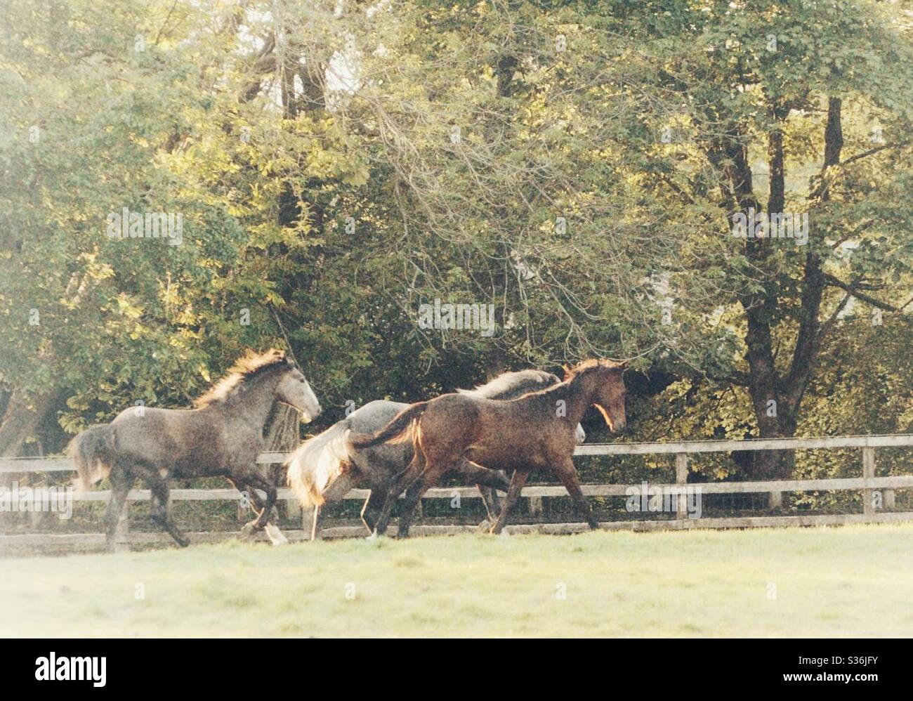 Horses running field High Resolution Stock Photography and Images - Alamy