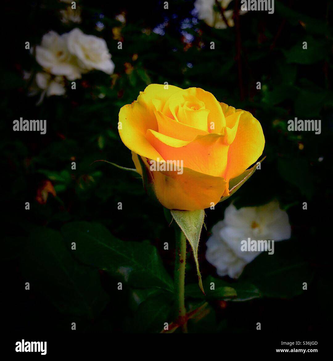 Single yellow rose hi-res stock photography and images - Alamy
