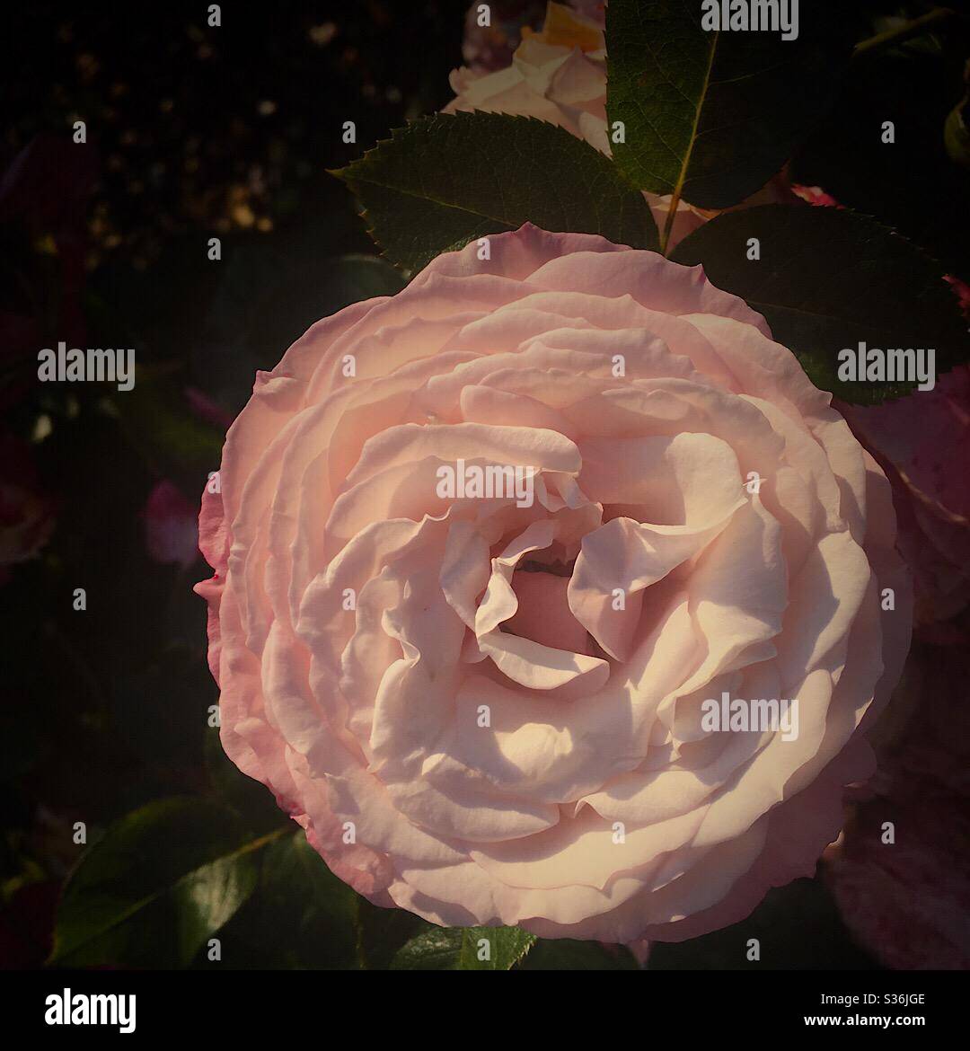 Open pink rose bloom Stock Photo - Alamy