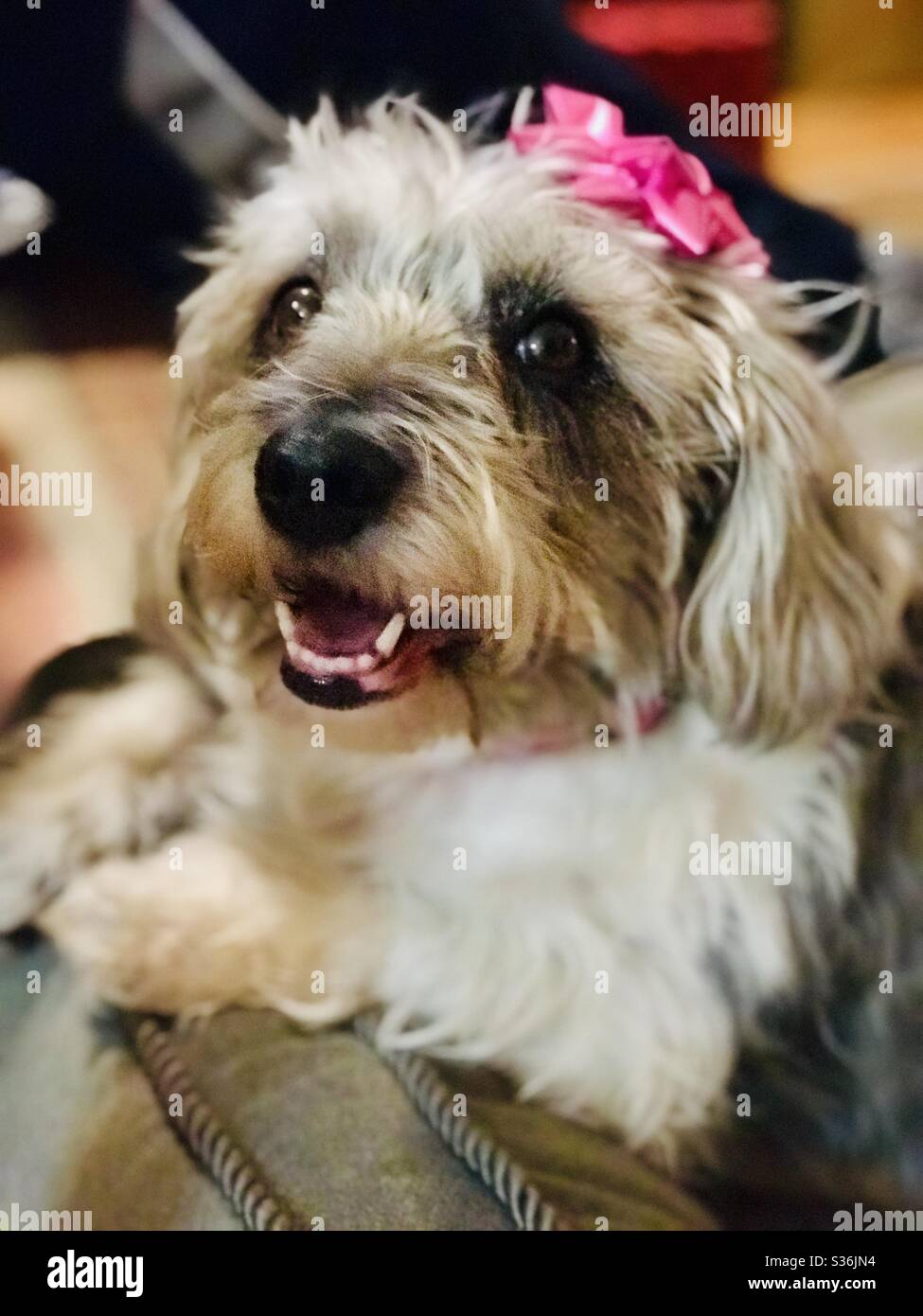 Smile dog hi-res stock photography and images - Alamy