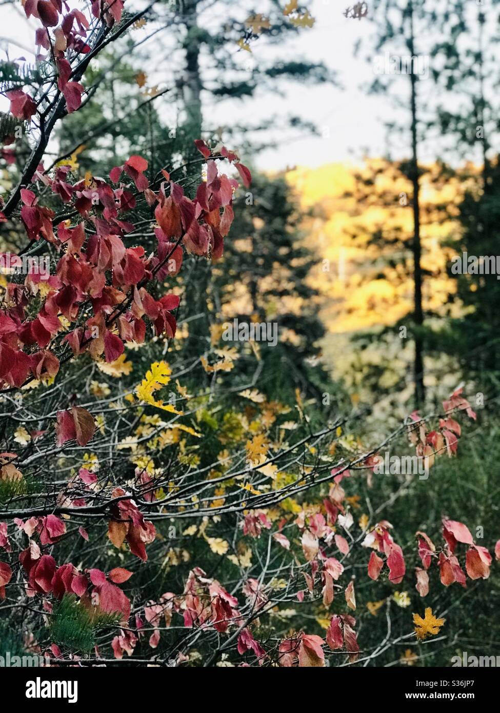 Maroon and green leaves hi-res stock photography and images - Alamy