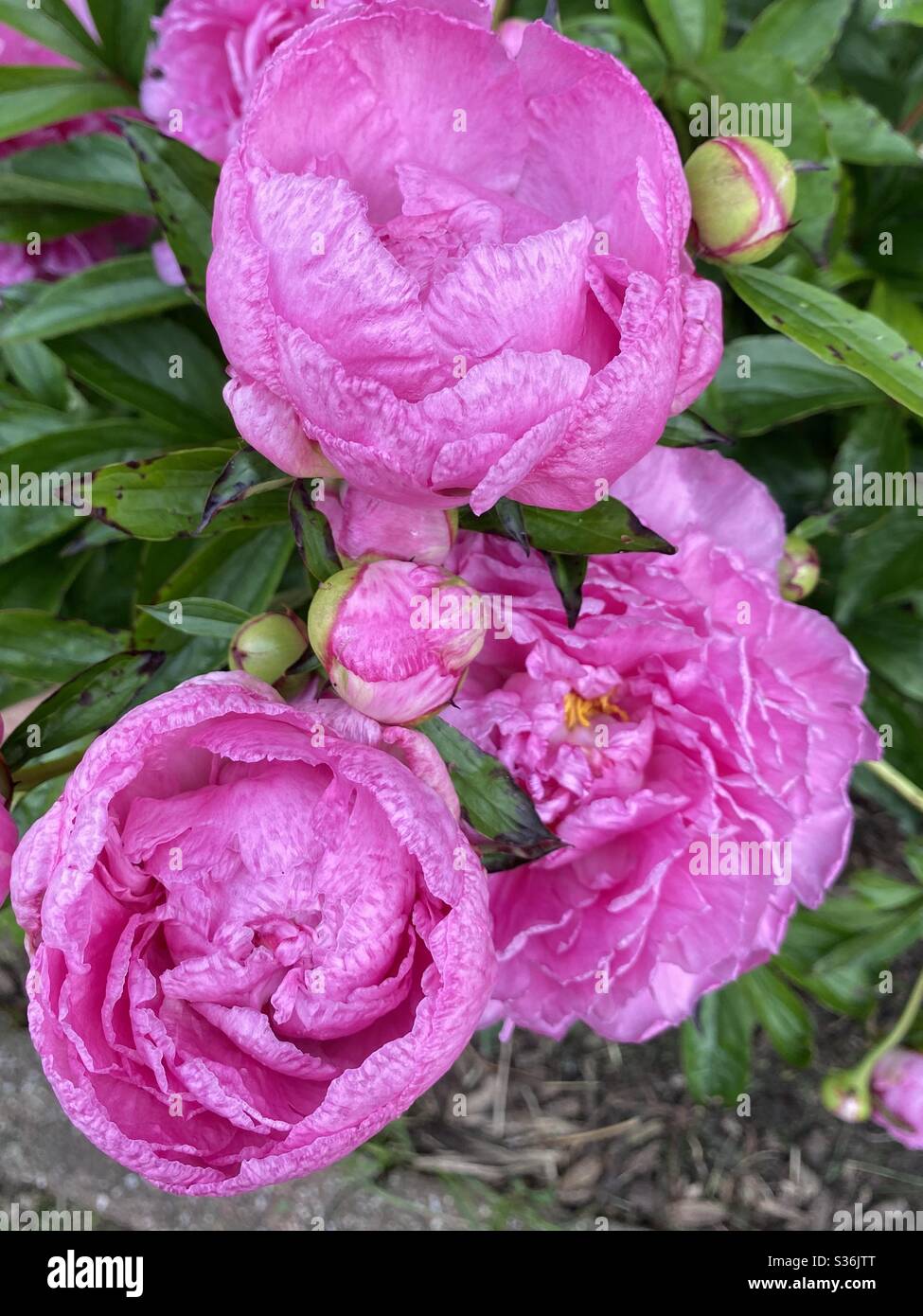 Bright pink peonies in bloom Stock Photo - Alamy