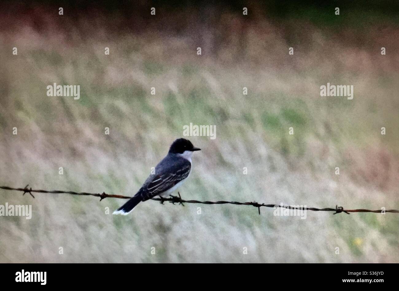 Eastern Kingbird, Tyrannus tyrannus, Birds of North America, barbed ...