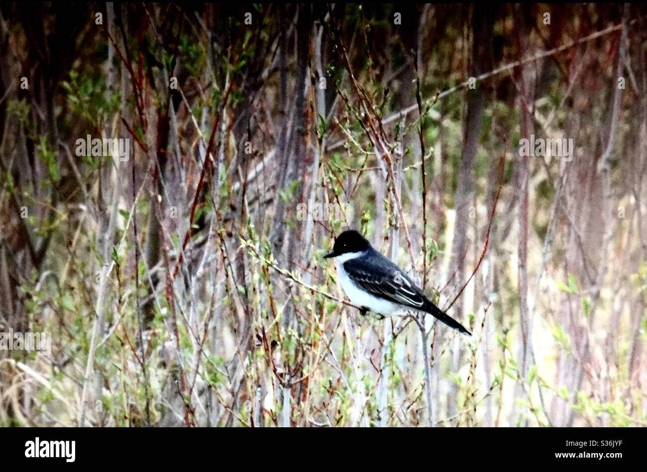 Tyrannus tyrannus hi-res stock photography and images - Alamy