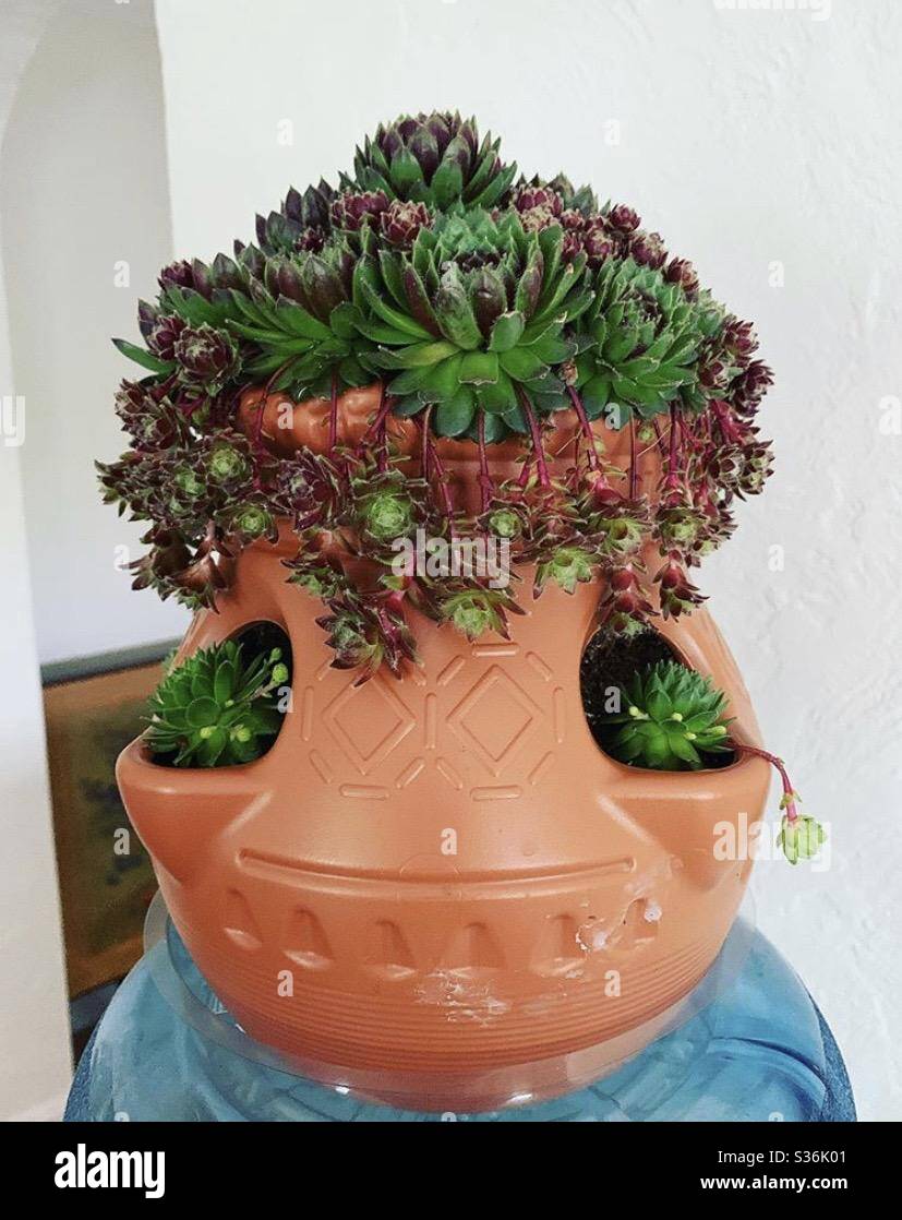 Green and purple Chicks and hens succulent plant in pot container Stock ...