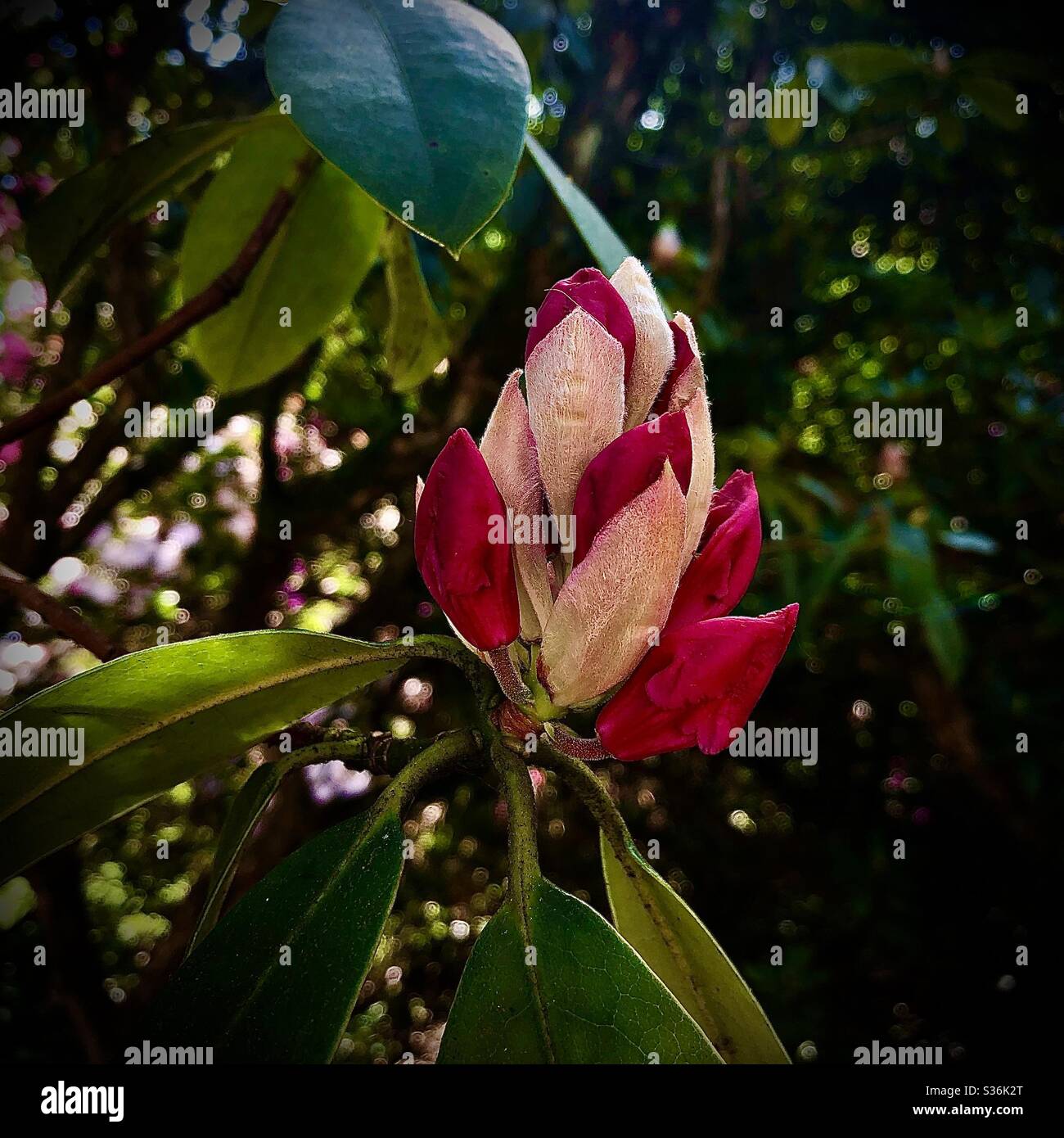 Opening vignette hi-res stock photography and images - Alamy
