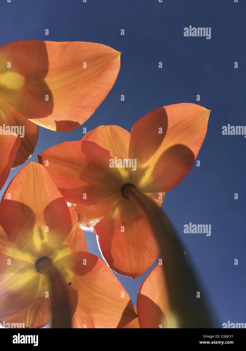 Underneath of Orange tulip flowers Stock Photo - Alamy