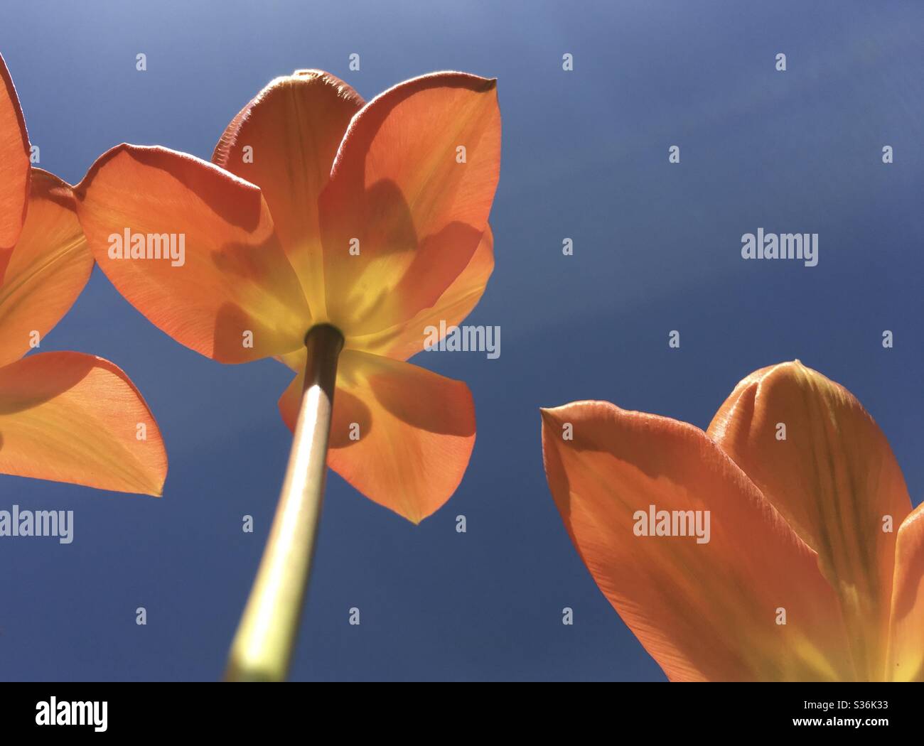 Underneath flowers hi-res stock photography and images - Alamy