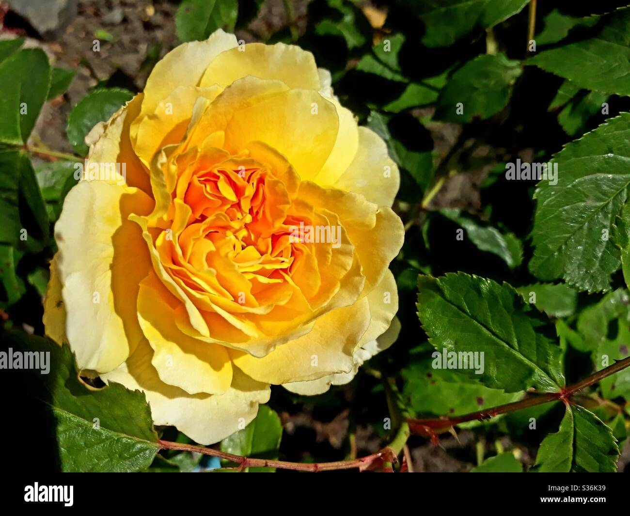 Austin rose molineux hi-res stock photography and images - Alamy