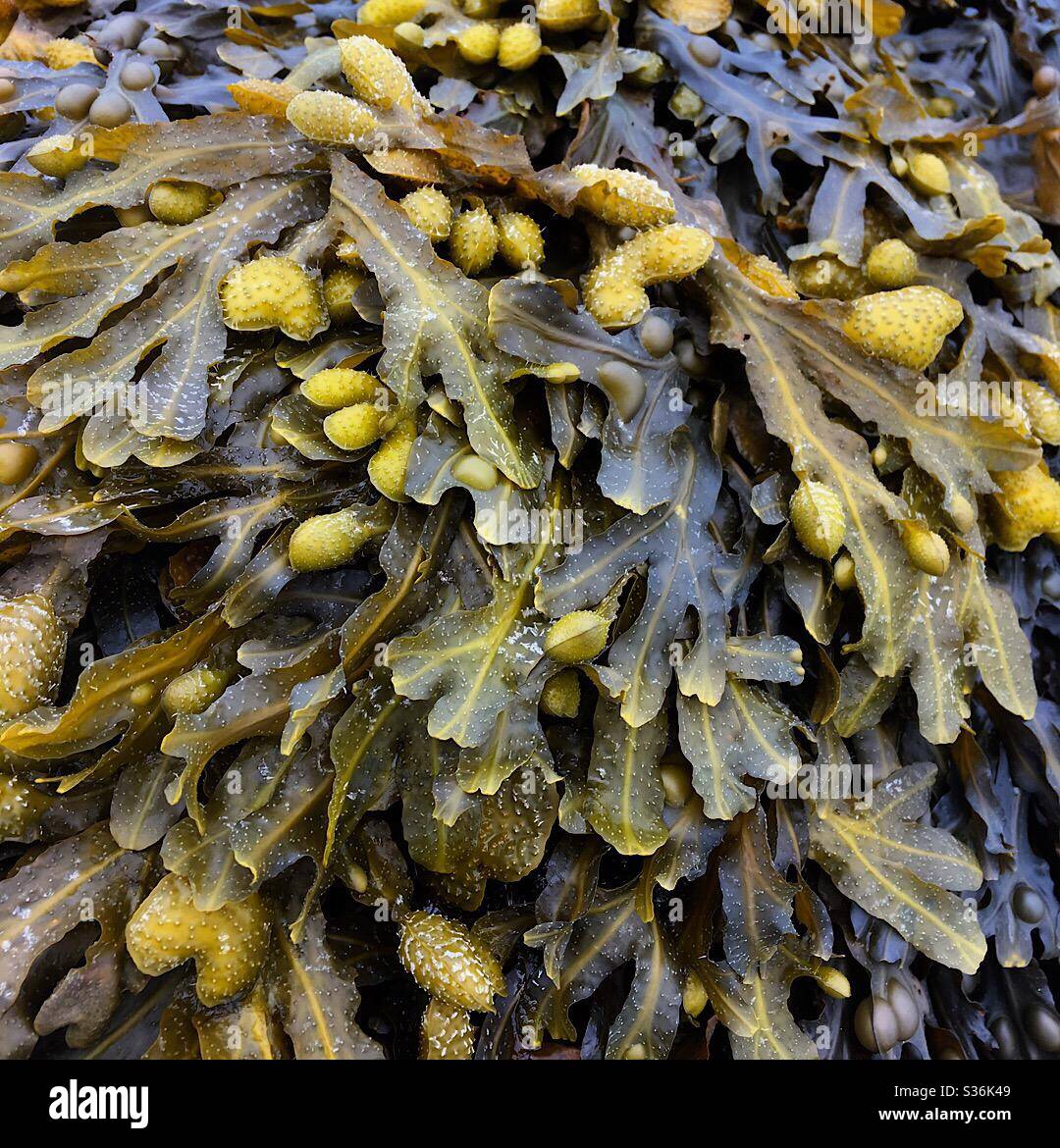 Seaweed on a rock Stock Photo - Alamy