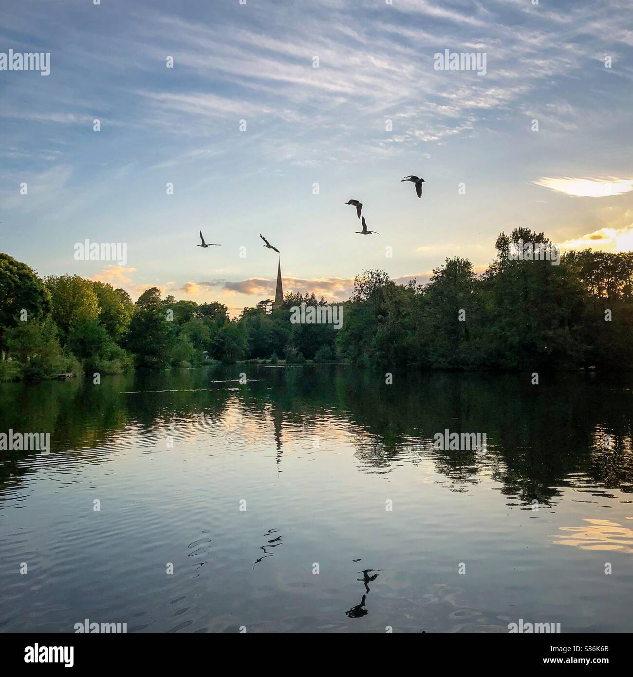 Geese Flying At Sunset High Resolution Stock Photography and Images - Alamy
