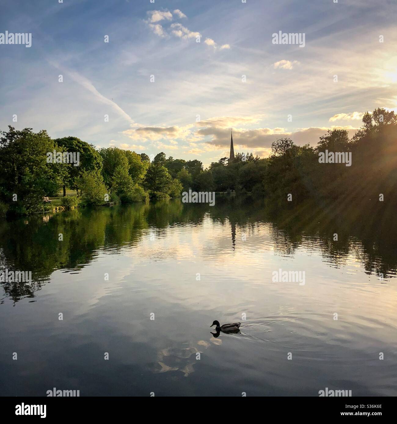 Lone duck hi-res stock photography and images - Alamy