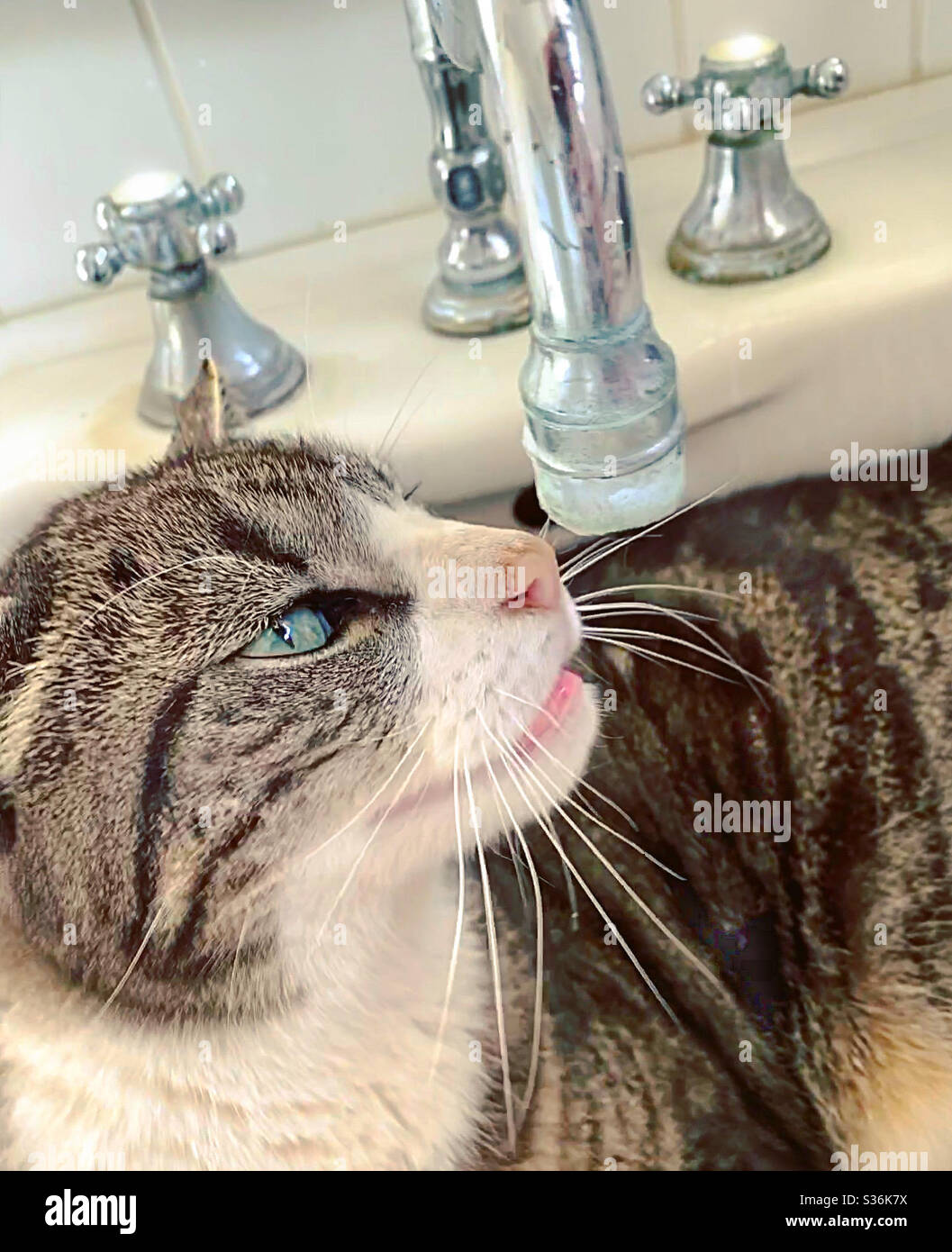 Cat in bathroom Stock Photo - Alamy