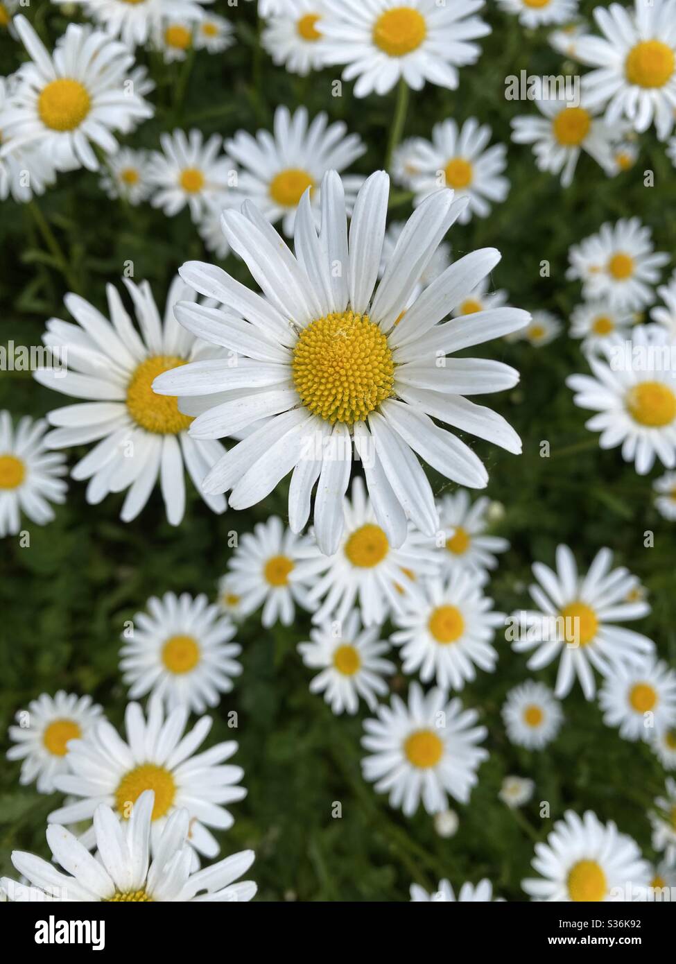 Giant daisy hi-res stock photography and images - Alamy