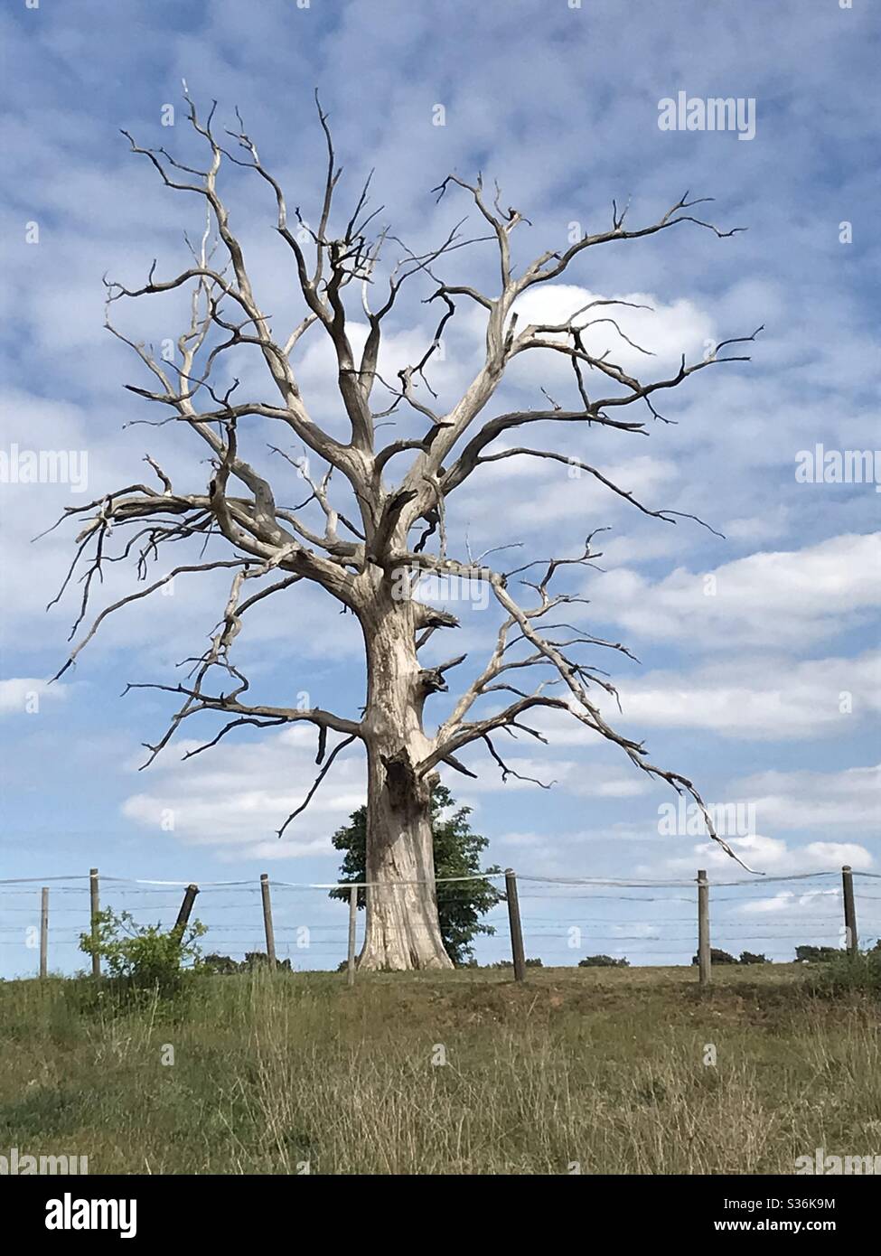 Old Tree Without Leaves High Resolution Stock Photography and Images ...
