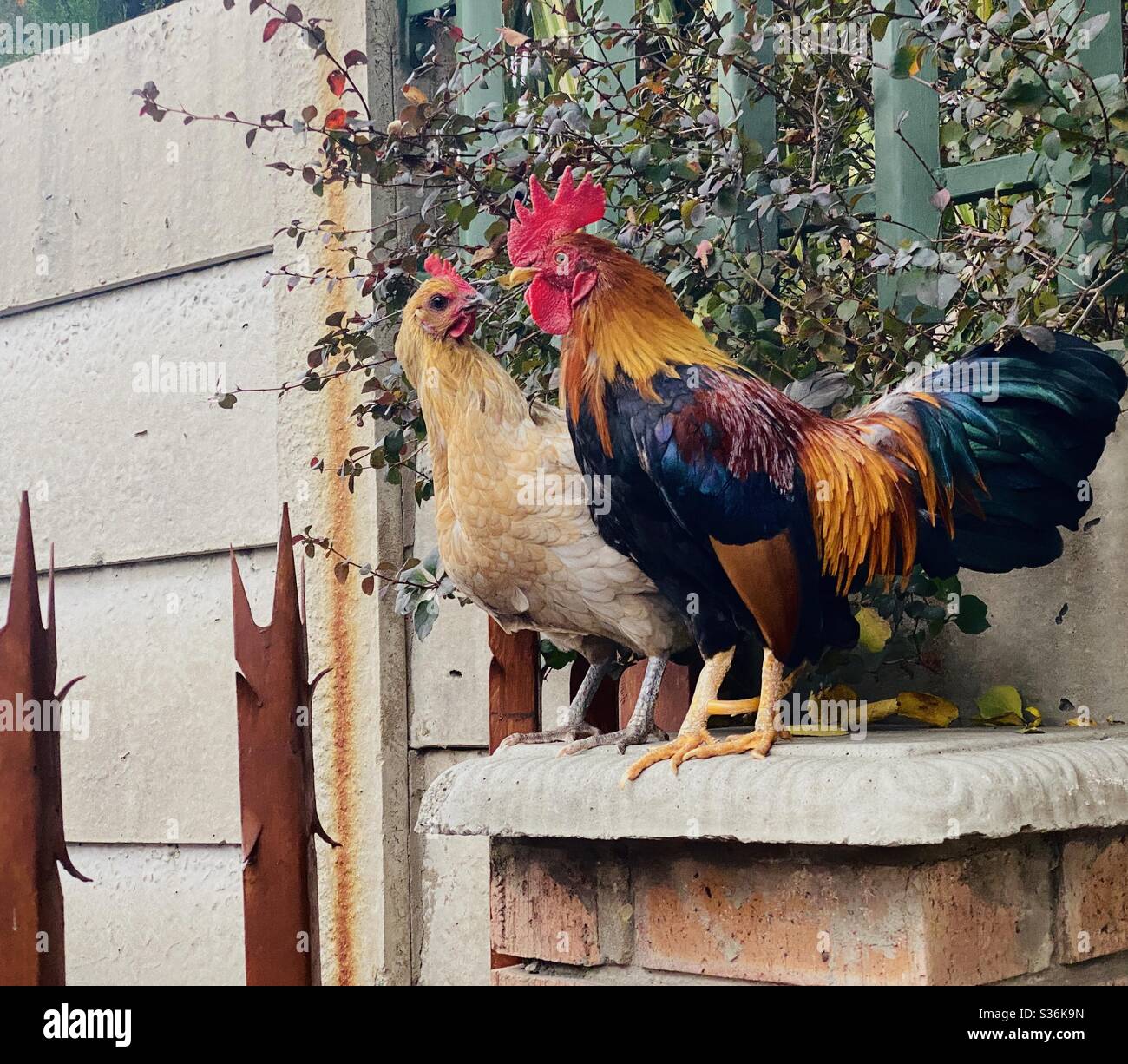 Rooster parade hi-res stock photography and images - Alamy