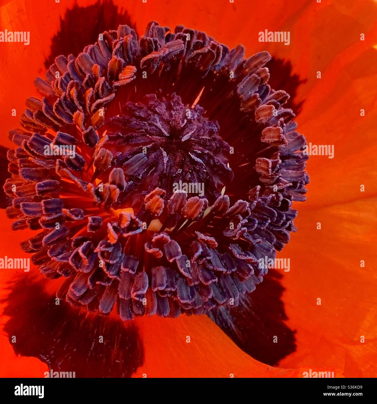 Red poppy interior hi-res stock photography and images - Alamy