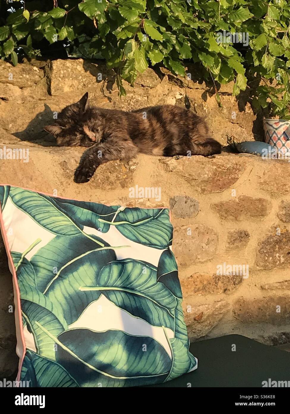 Cat in sun patio hi-res stock photography and images - Alamy