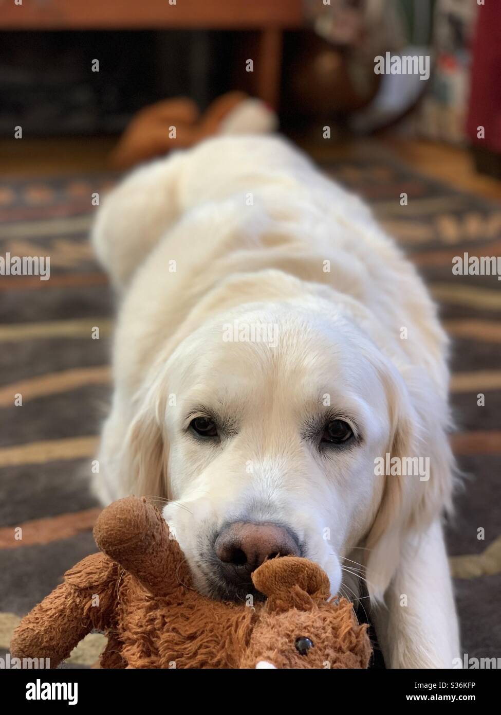 Pleading puppy hi-res stock photography and images - Alamy