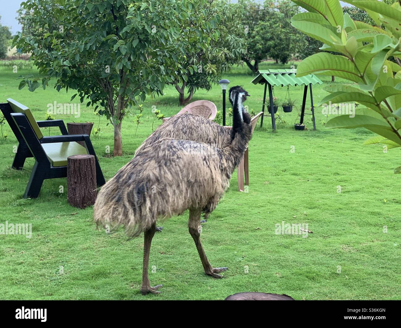 Giant Bird High Resolution Stock Photography and Images - Alamy