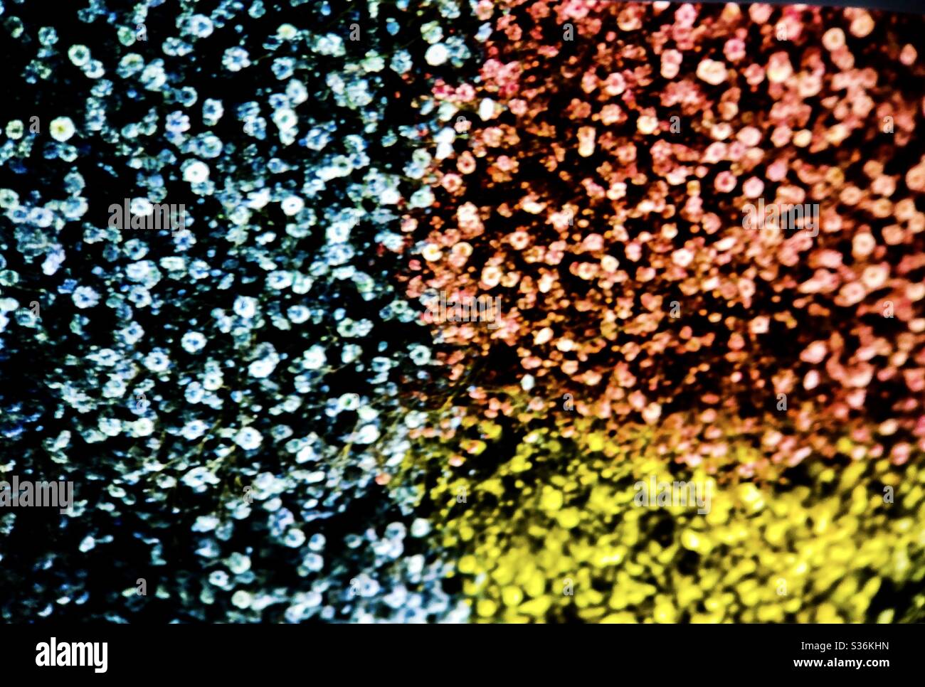 Yellow straw flowers hi-res stock photography and images - Alamy