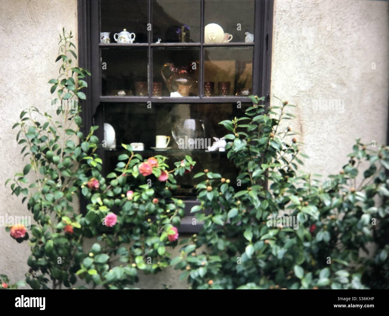 Rose bushes in front of window with collectibles Stock Photo - Alamy