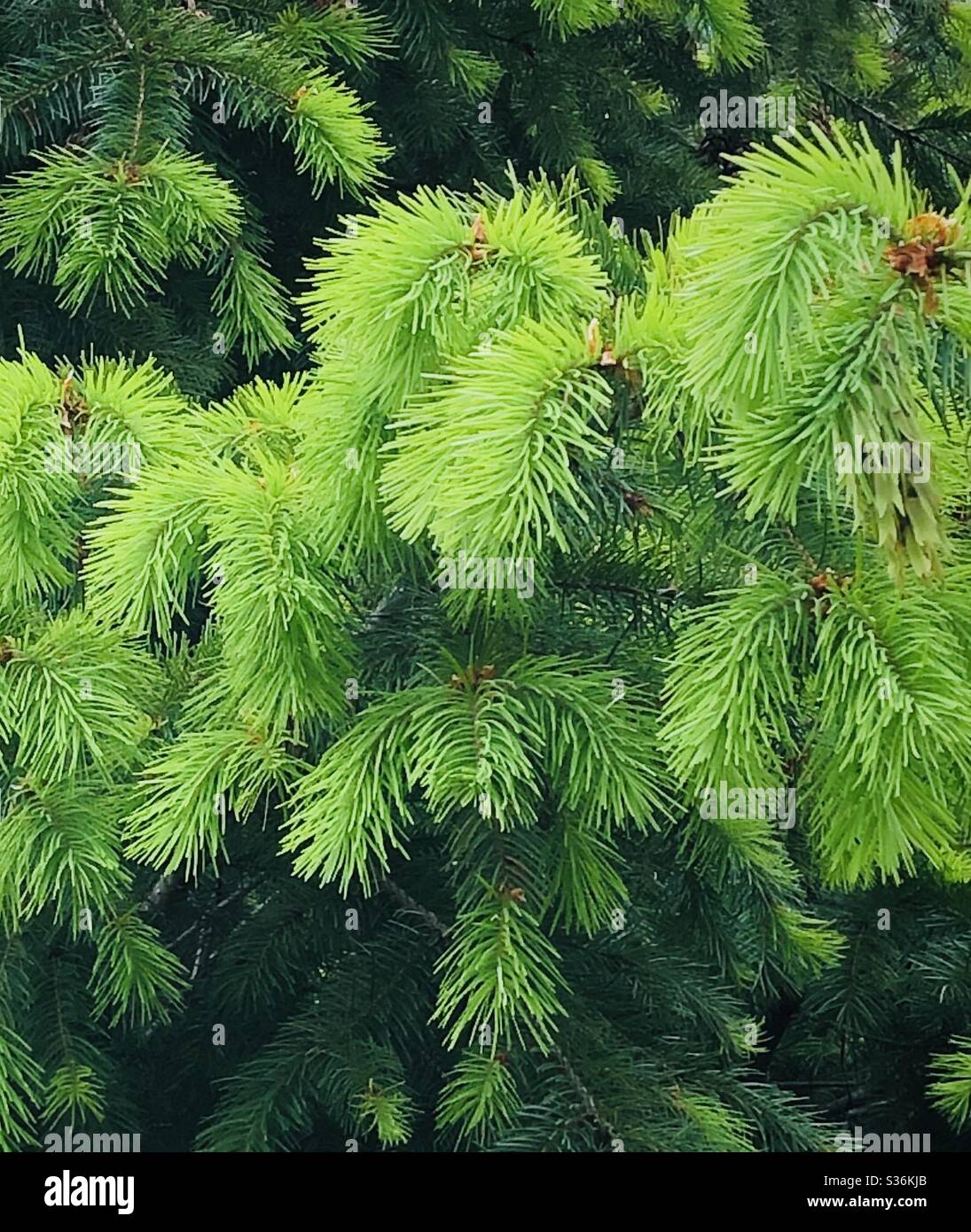 Fuzzy branches hi-res stock photography and images - Alamy