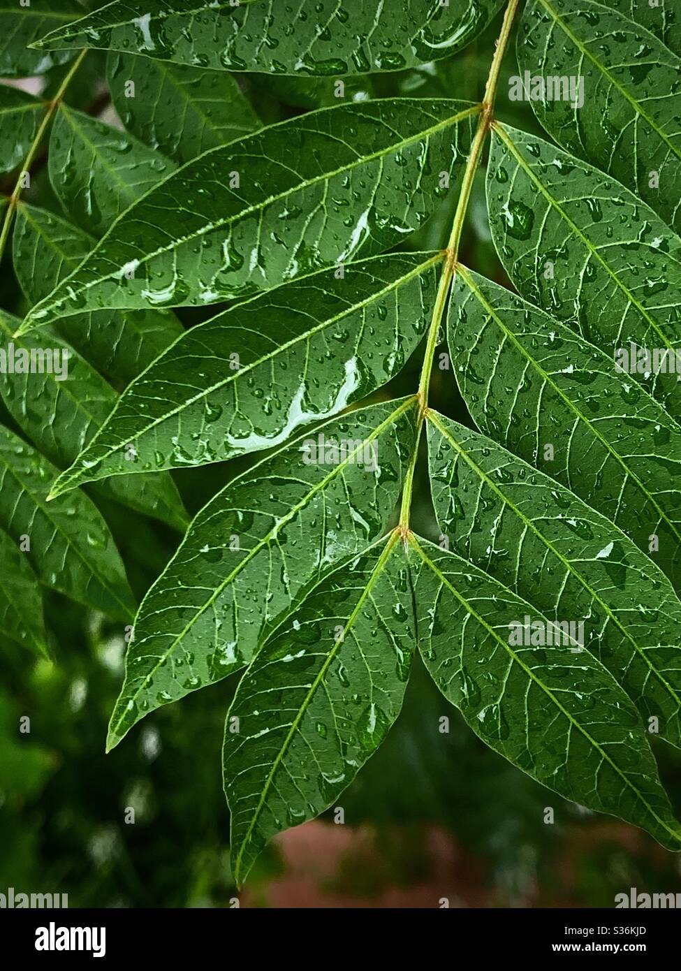 Hard rain hi-res stock photography and images - Alamy