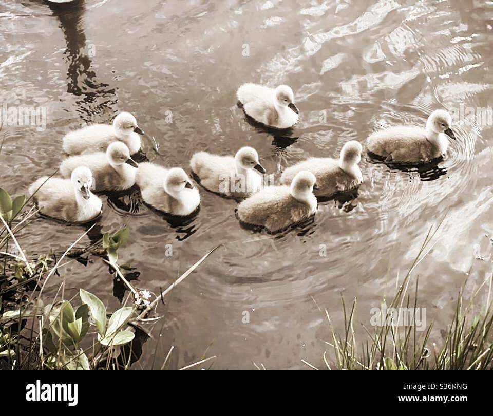 Nine signets hi-res stock photography and images - Alamy