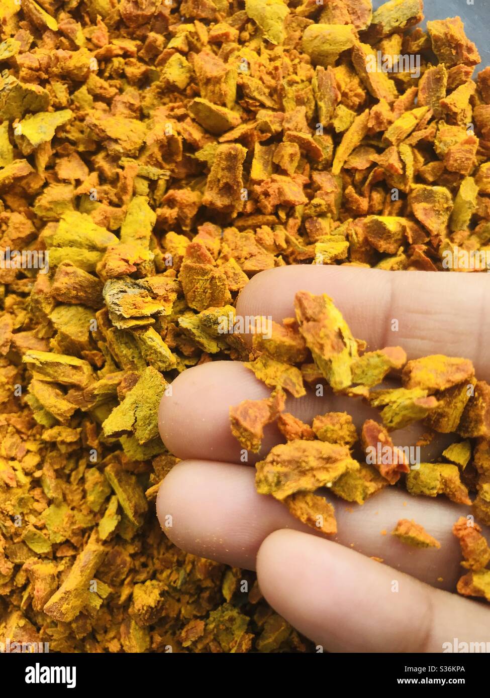 Ground crushed turmeric placed under sunlight to make it dry, healthy ...