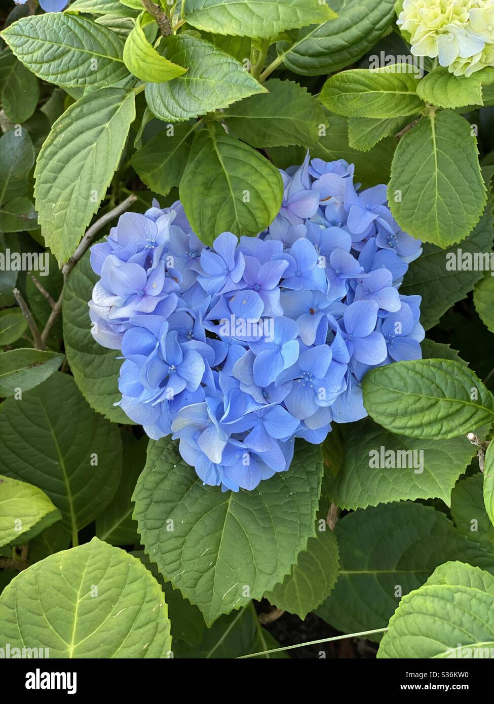 Blue hydrangea flower bloom Stock Photo - Alamy