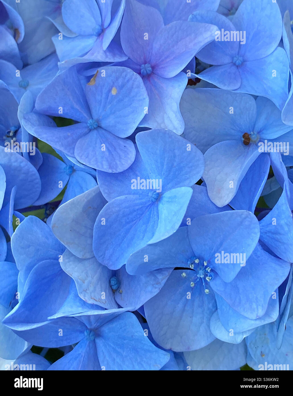 Full background of blue hydrangea bloom Stock Photo - Alamy