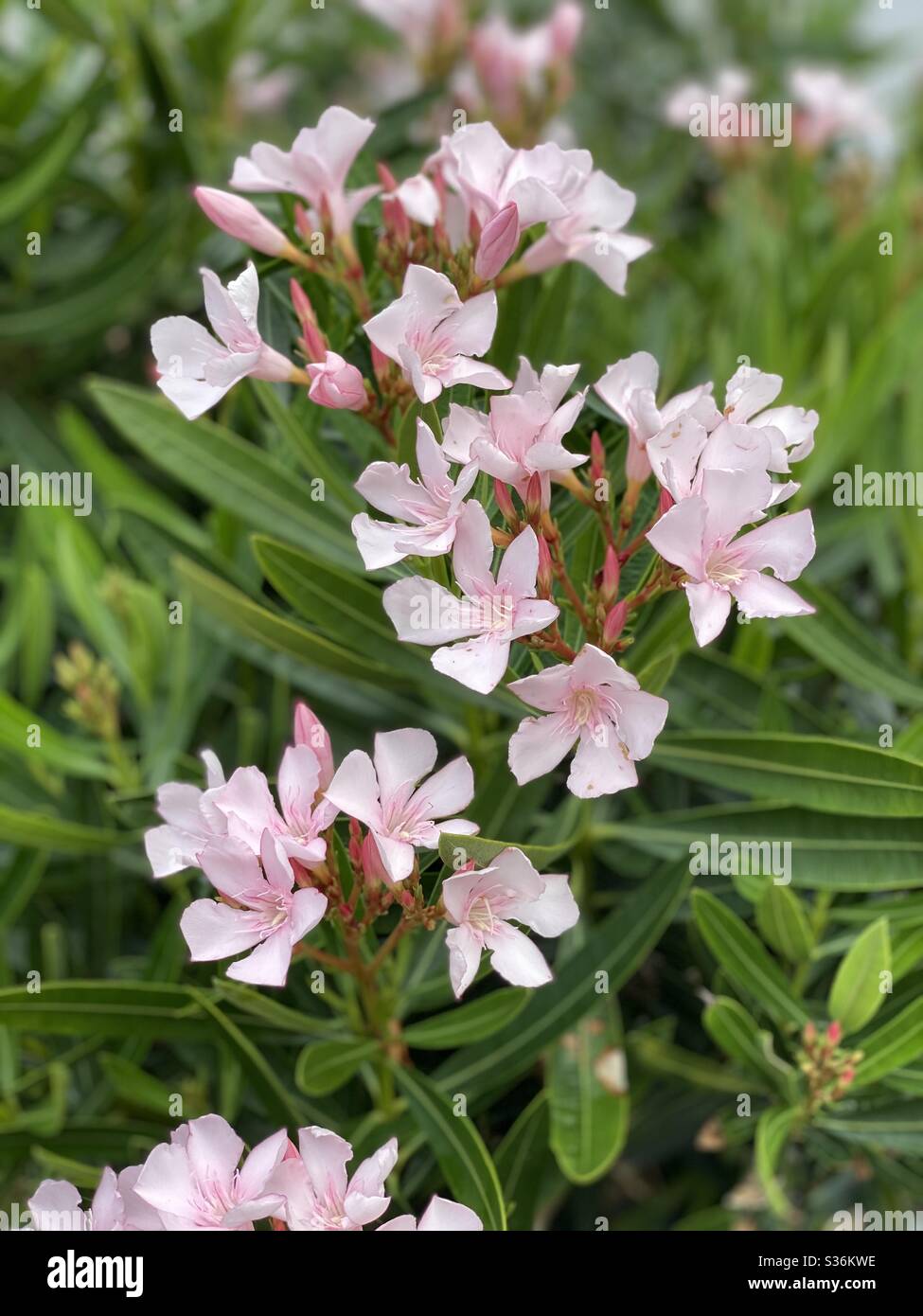 Soft pink oleander bush in full bloom Stock Photo - Alamy