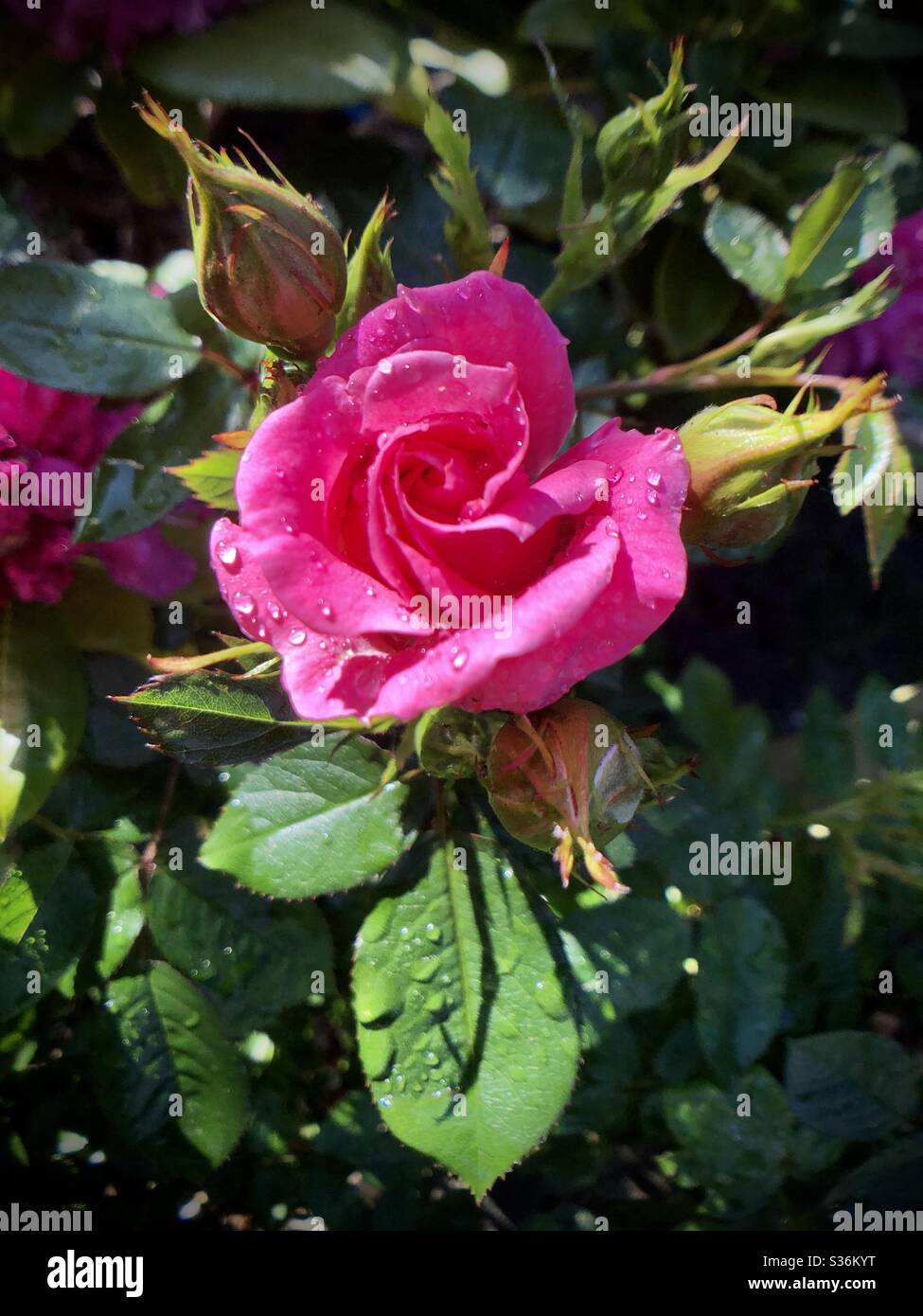 Rose pink colour hi-res stock photography and images - Alamy