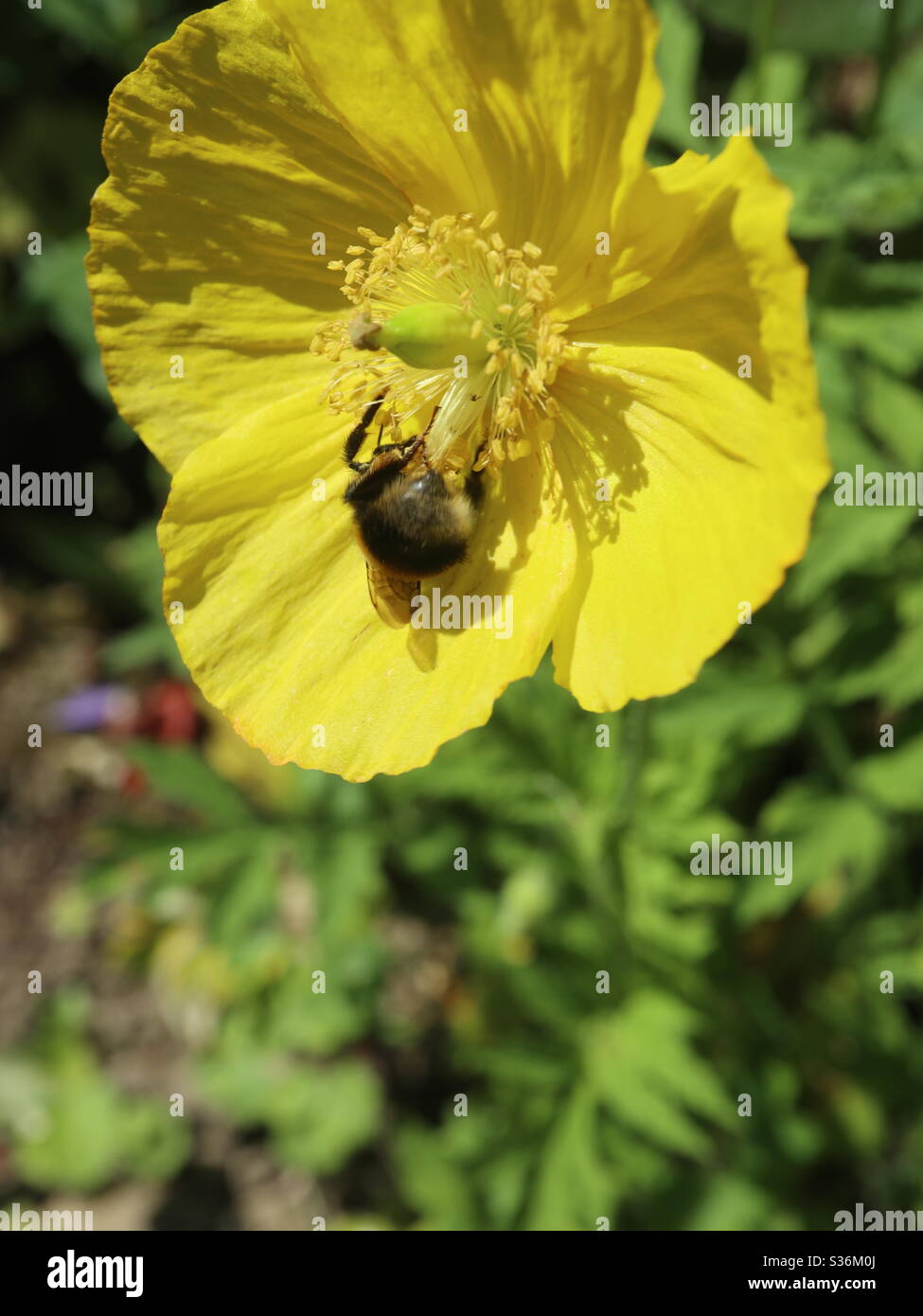 Poppy and The Bumblebee Stock Photo - Alamy
