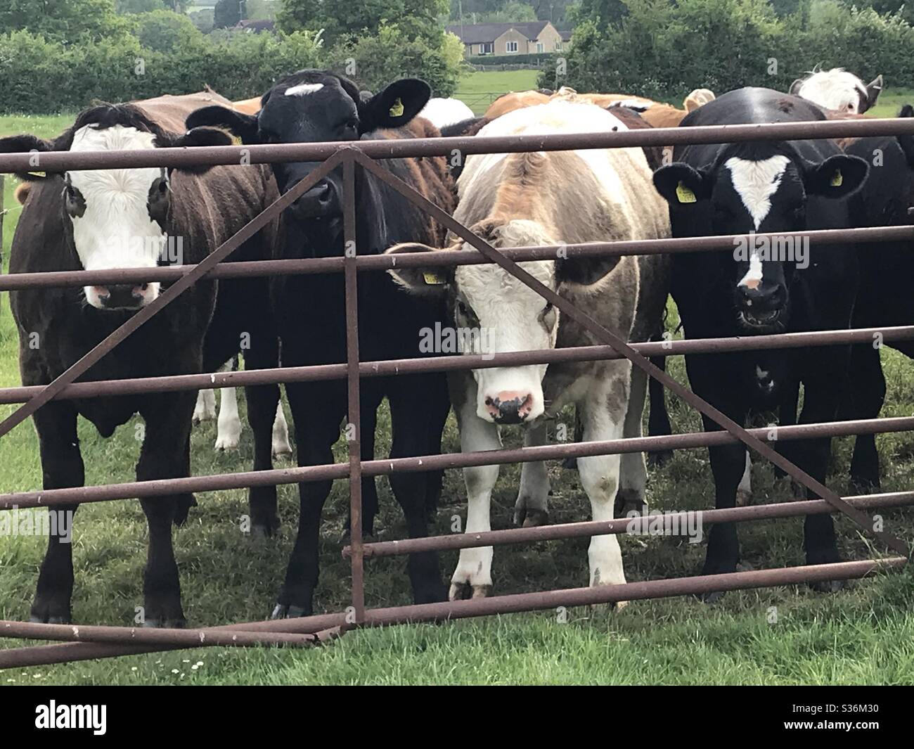 Gate with cows hi-res stock photography and images - Alamy