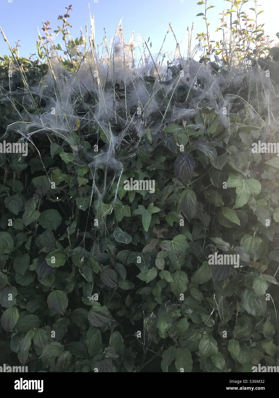 Cobwebs in nature hi-res stock photography and images - Alamy
